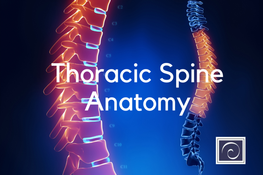 Thoracic Spine Anatomy - Exploring Parts And Functions Thoracic Spine Anatomy - Exploring Parts And Functions
